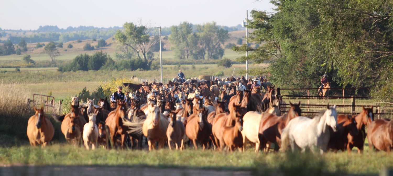 Pitzer Ranch – Pitzer Ranch