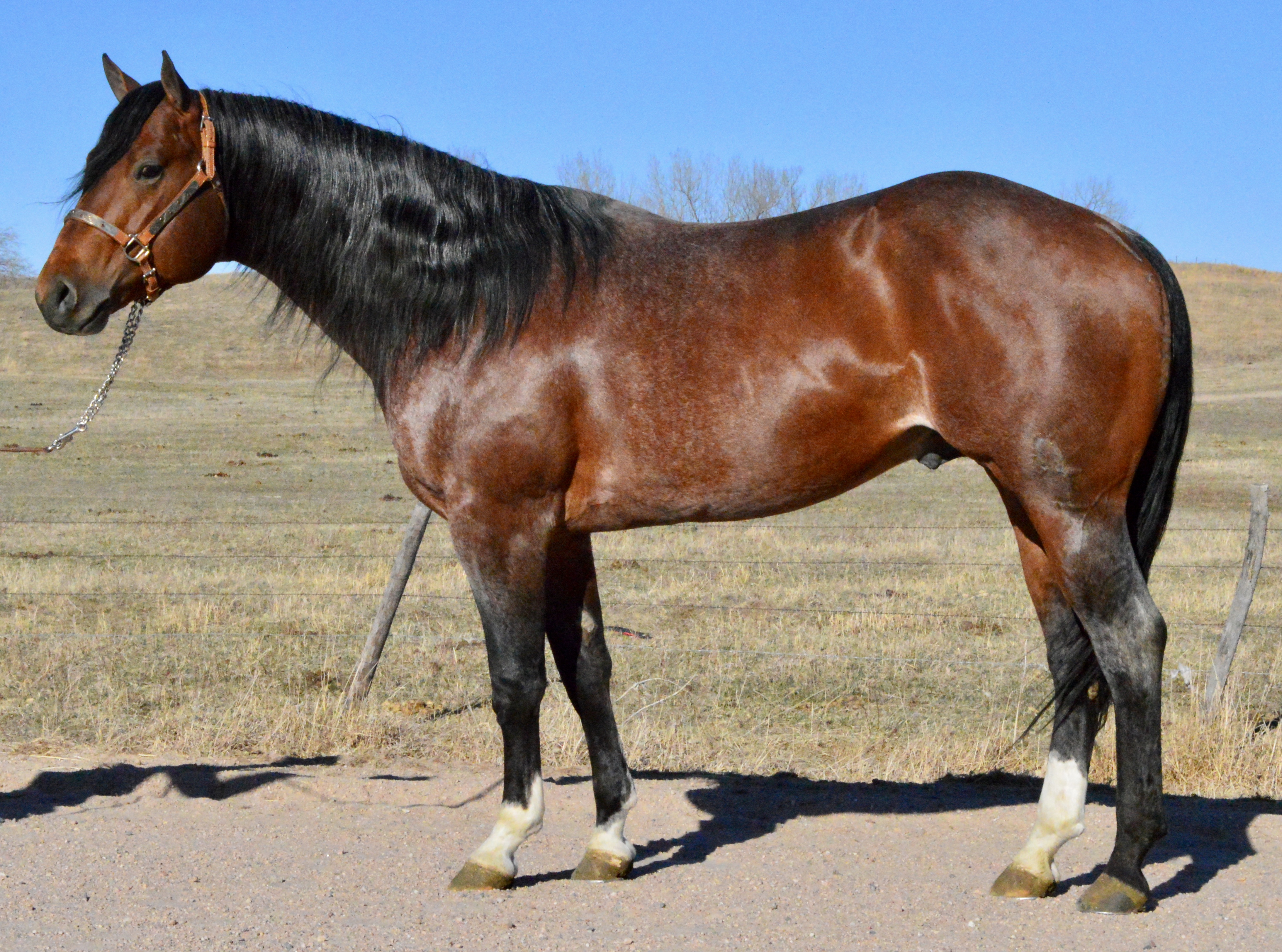 fullsizeoutput_e03 – Pitzer Ranch