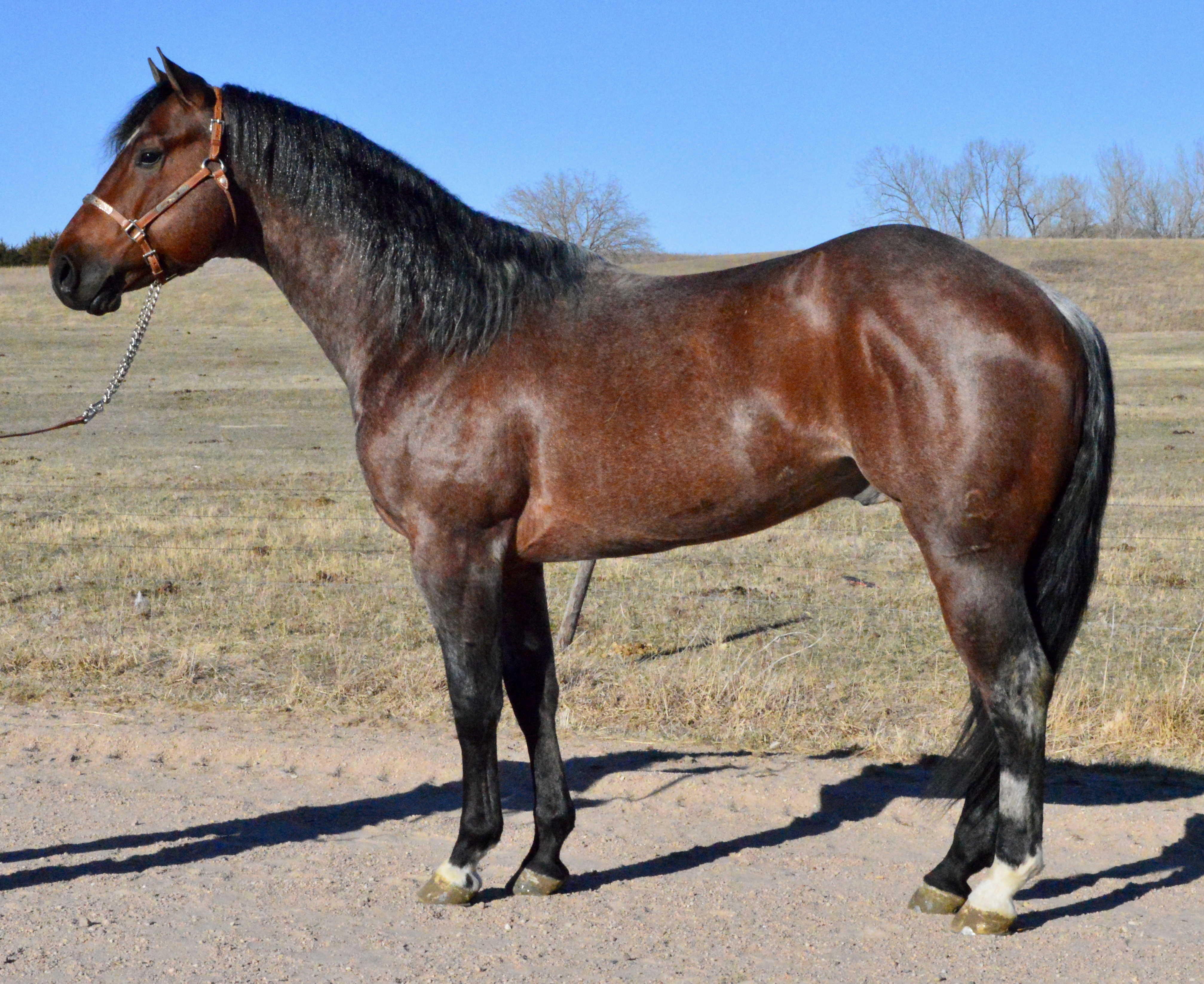 fullsizeoutput_e04 – Pitzer Ranch