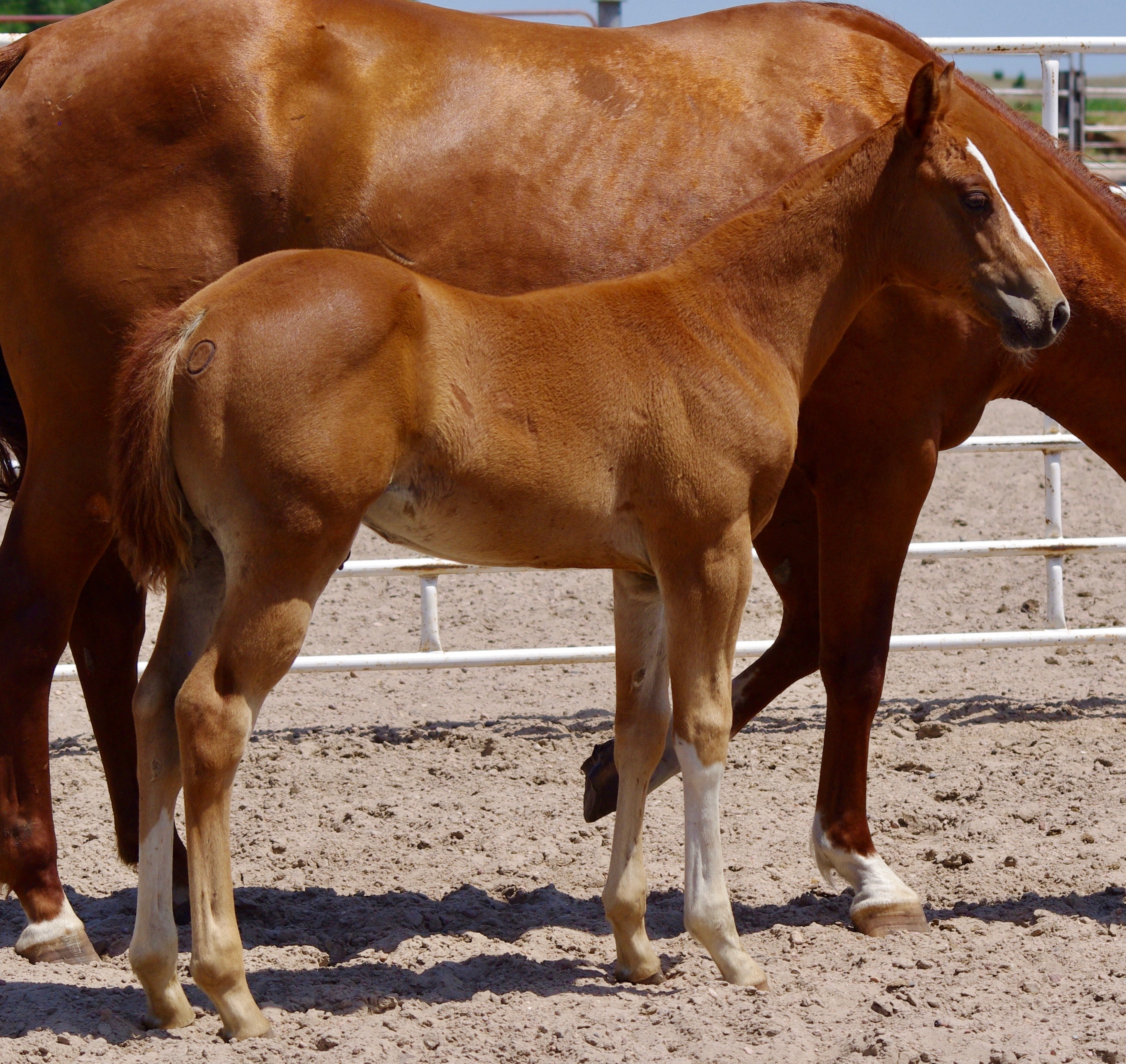 239 – Pitzer Ranch