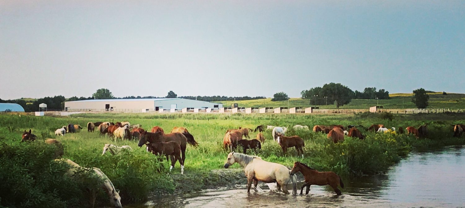 cropped-img_6902-1.jpg – Pitzer Ranch