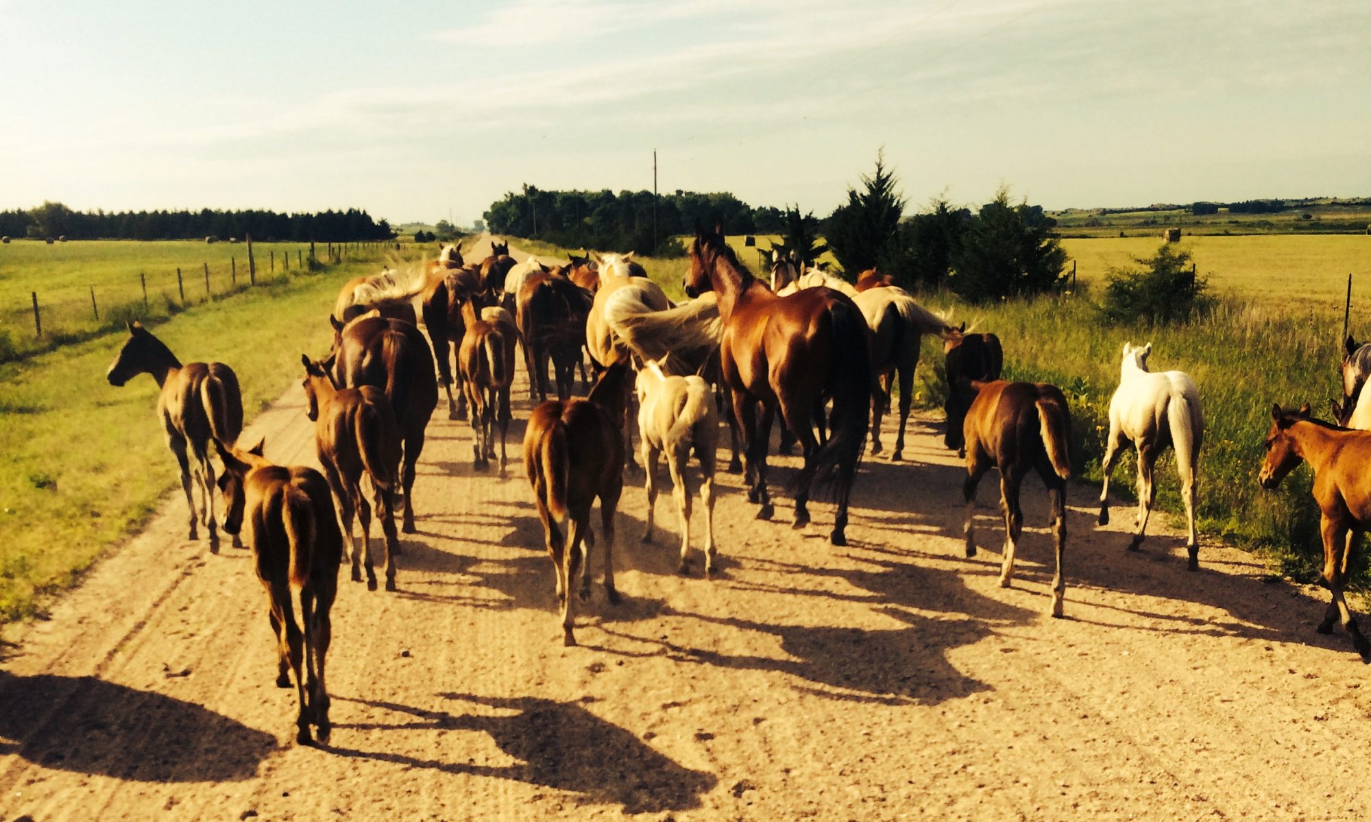 Driving Mares – Pitzer Ranch