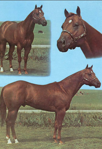 Dondi Jo Jack – Pitzer Ranch