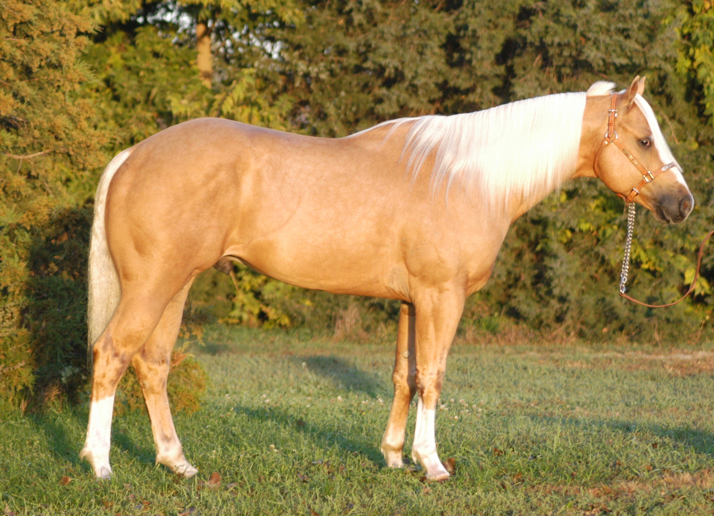 SHOW ME DUKE – Pitzer Ranch