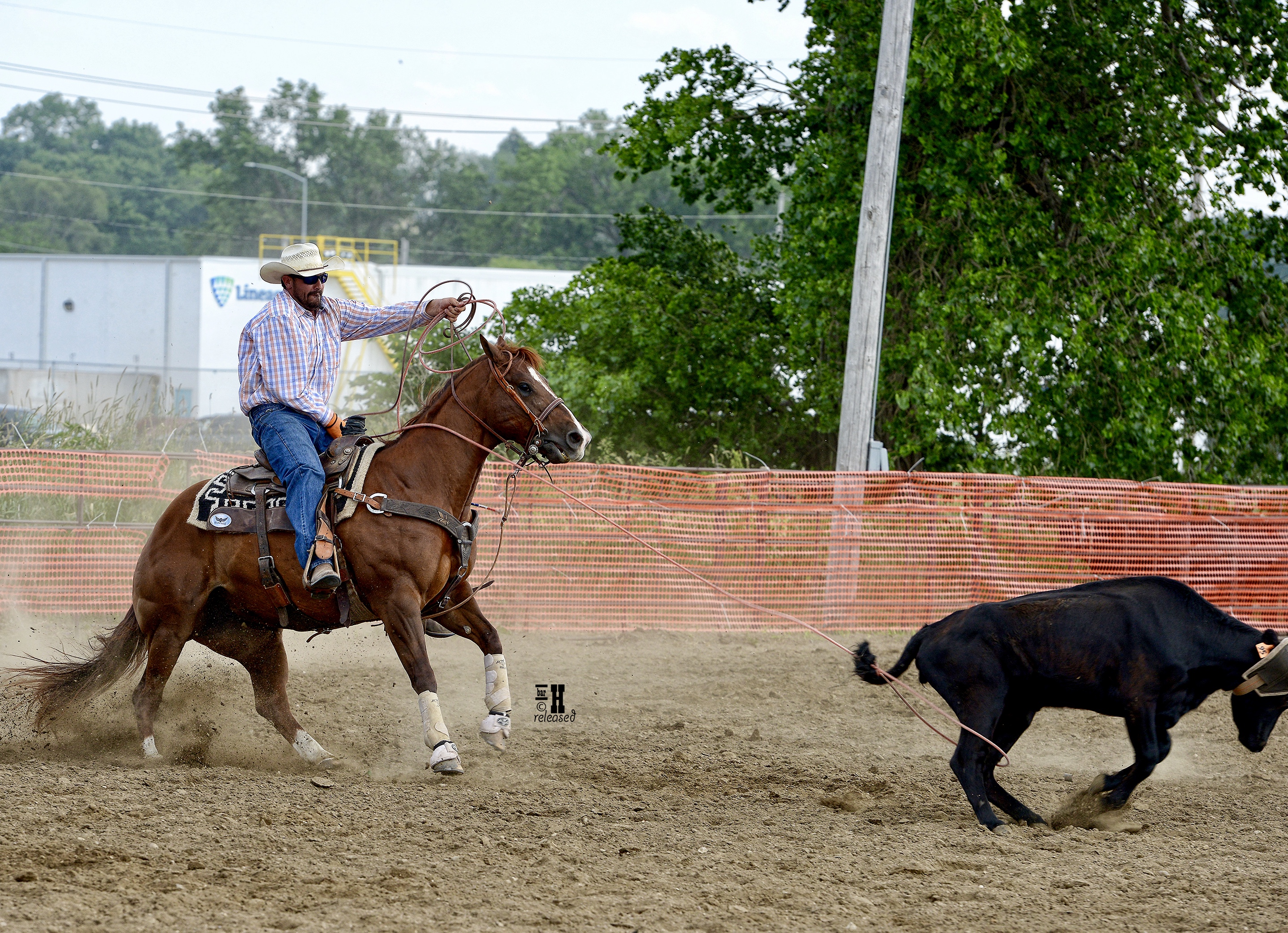 Reds Diamond Jack – Pitzer Ranch
