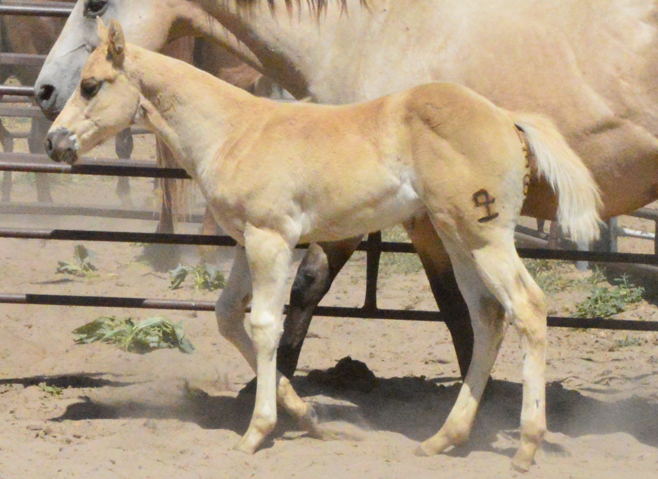 Reds Diamond Jack – Pitzer Ranch