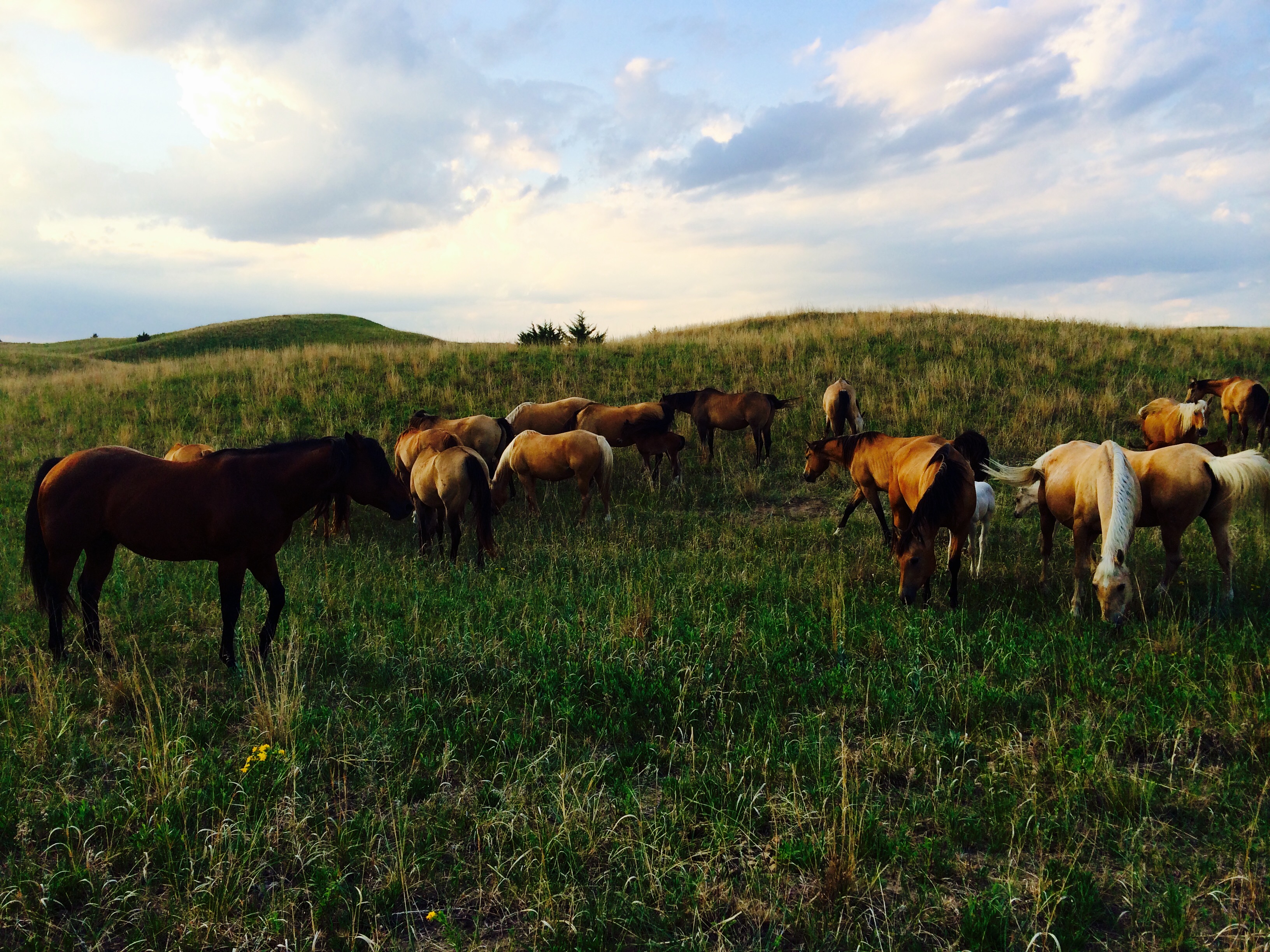mares – Pitzer Ranch