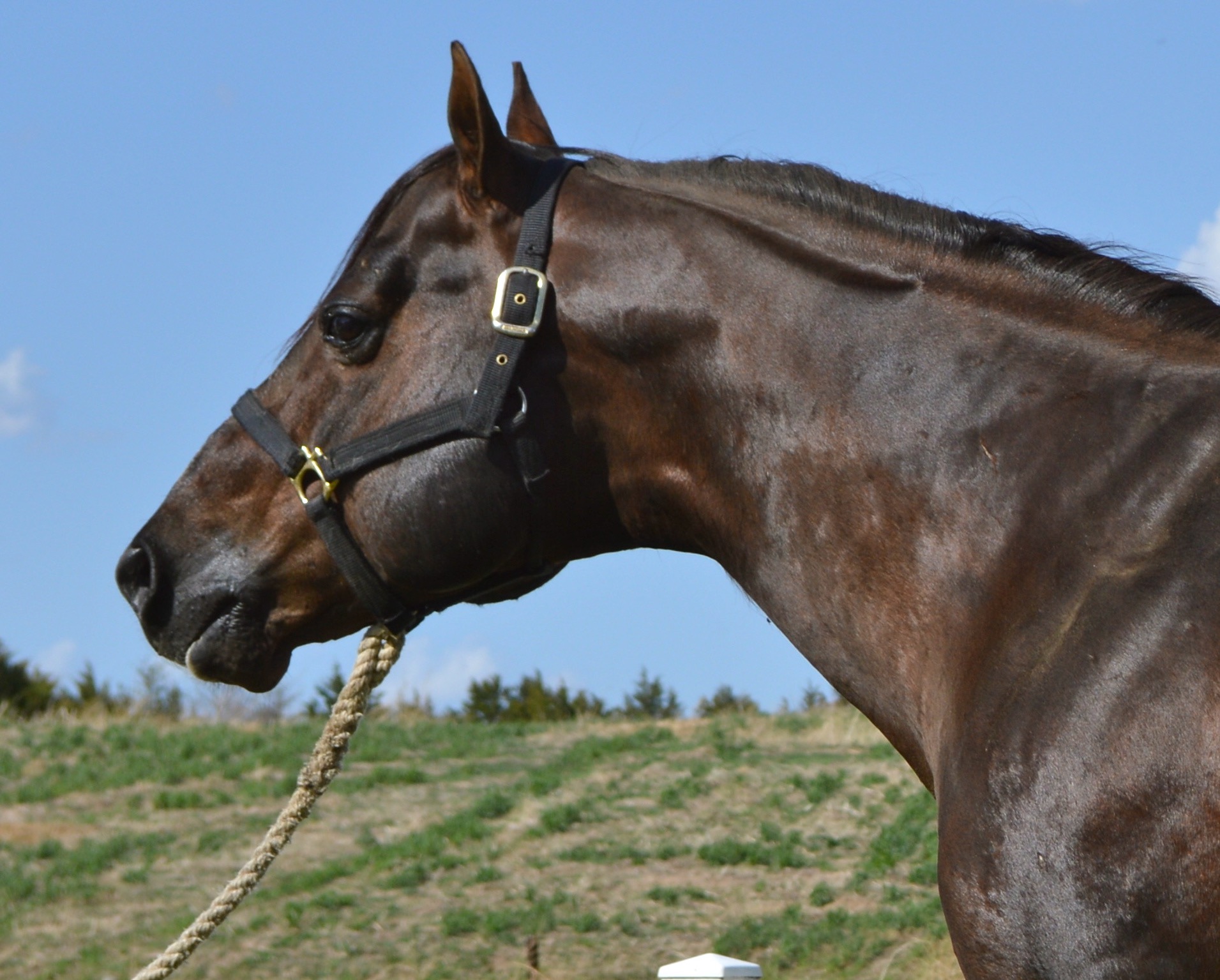 Reds Diamond Jack – Pitzer Ranch