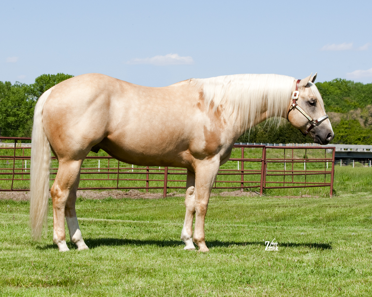 TWO EYED BRAZOS – Pitzer Ranch