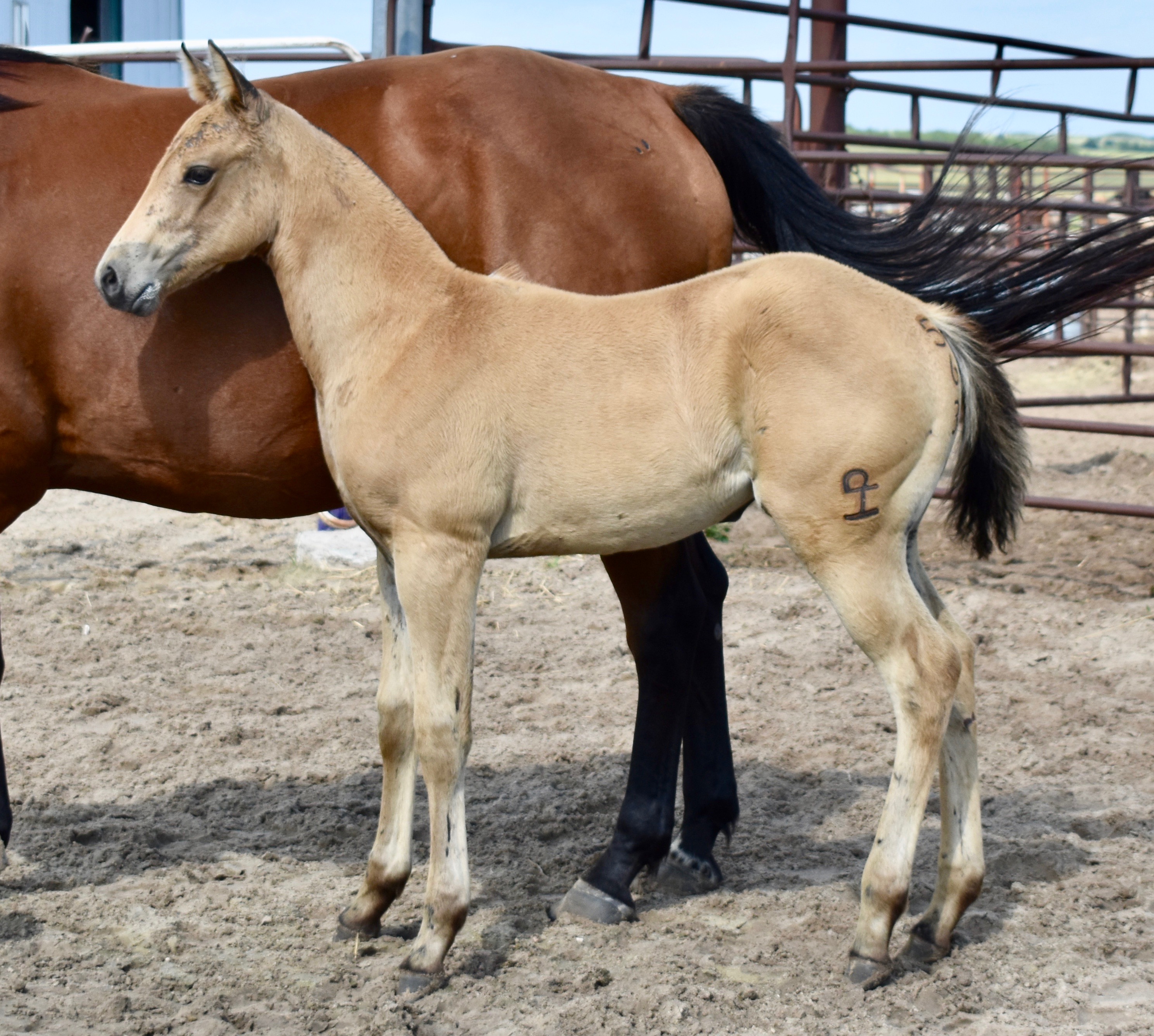 Lot 114 – Pitzer Ranch