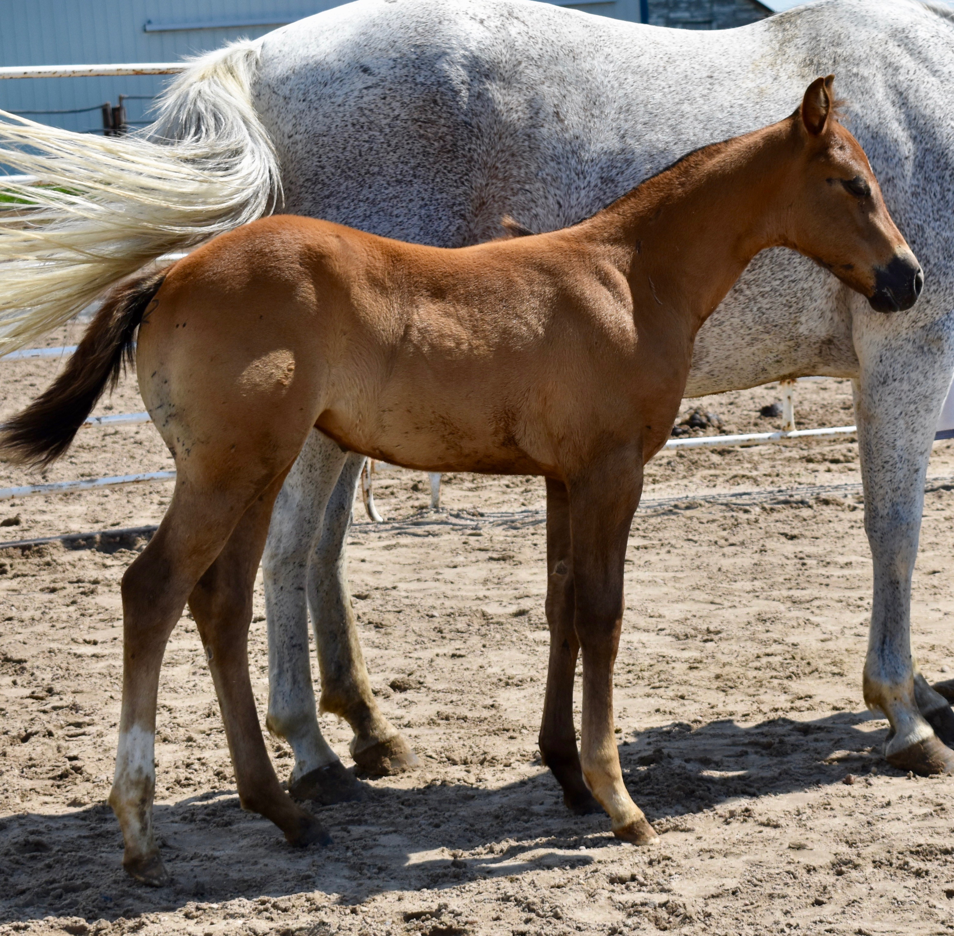 Lot 118 – Pitzer Ranch