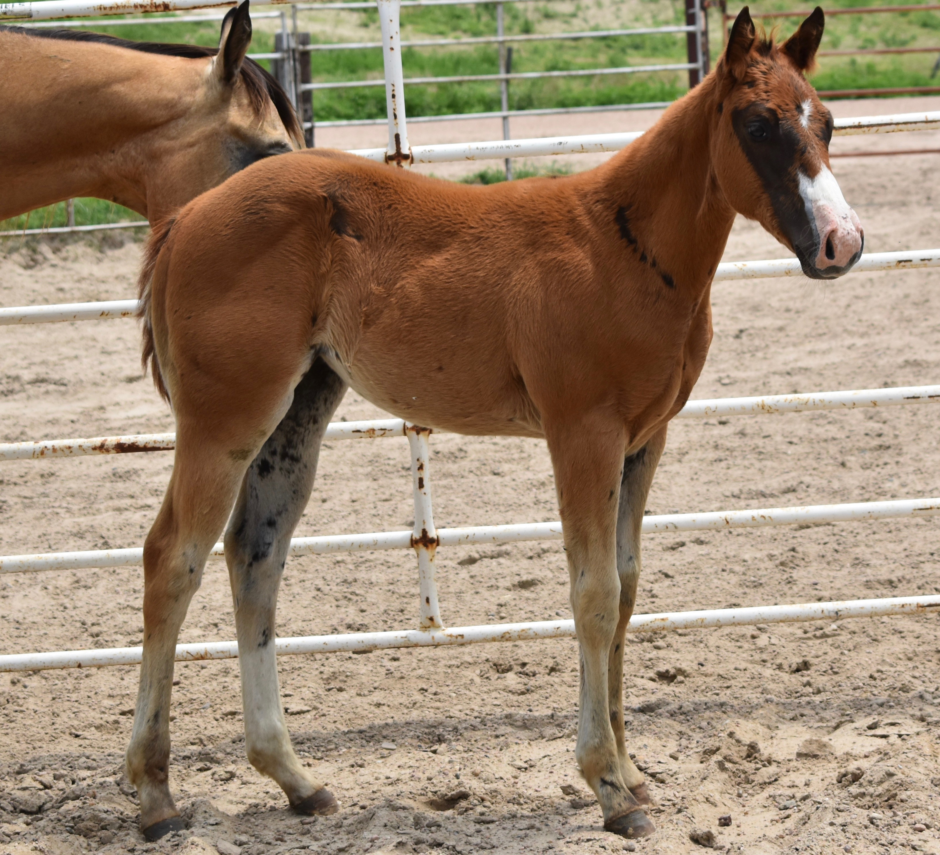 Lot 21 – Pitzer Ranch