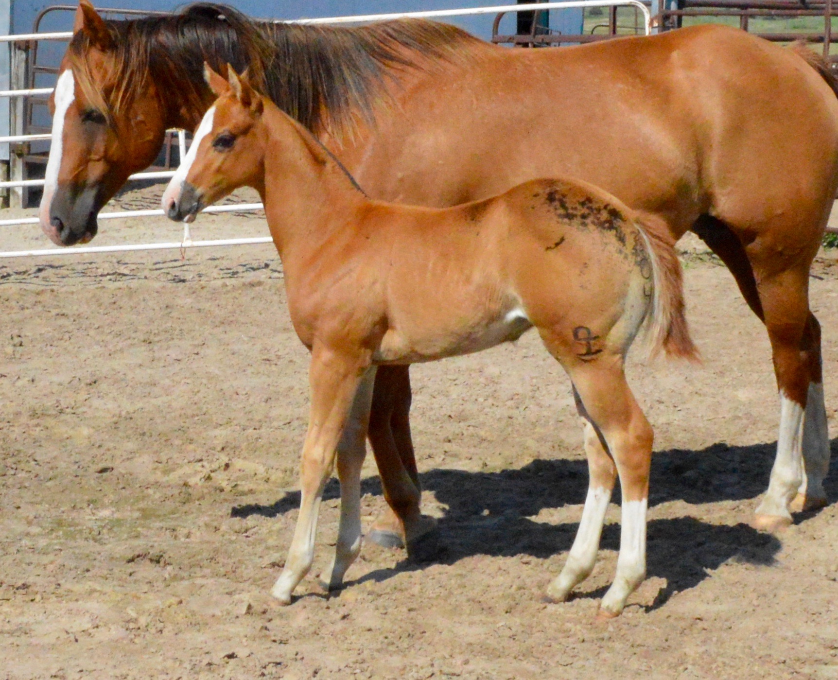 Lot 24 – Pitzer Ranch