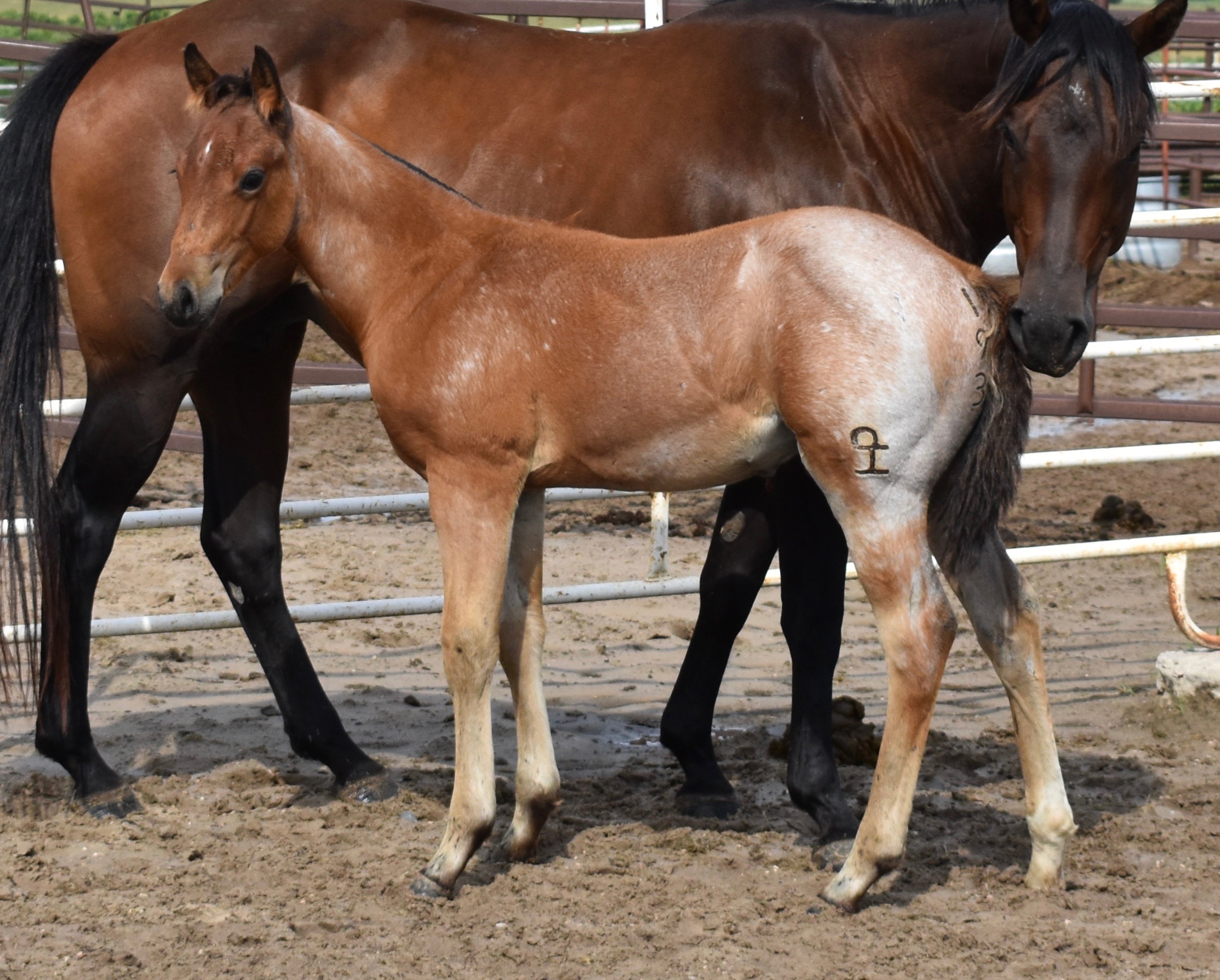 Lot 34 – Pitzer Ranch