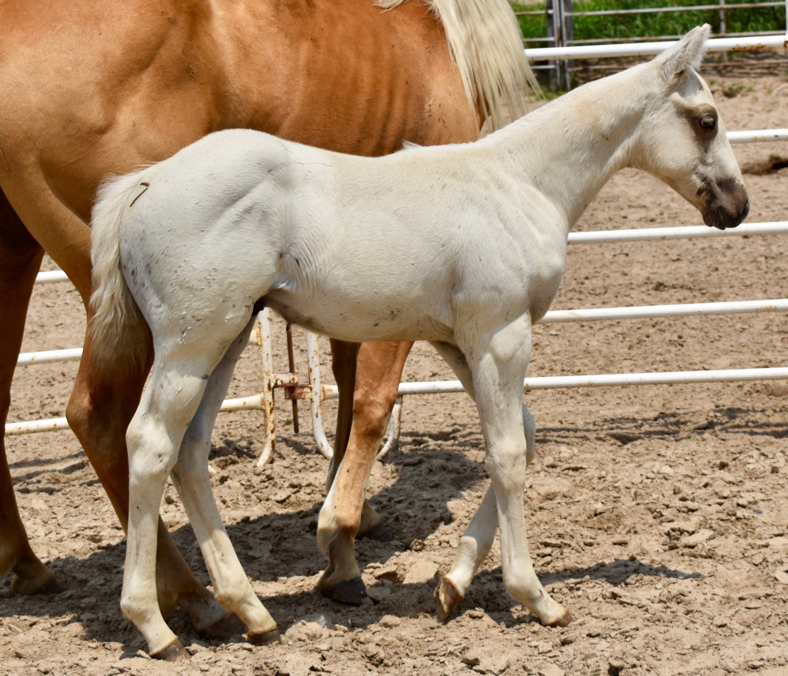 385 – Pitzer Ranch