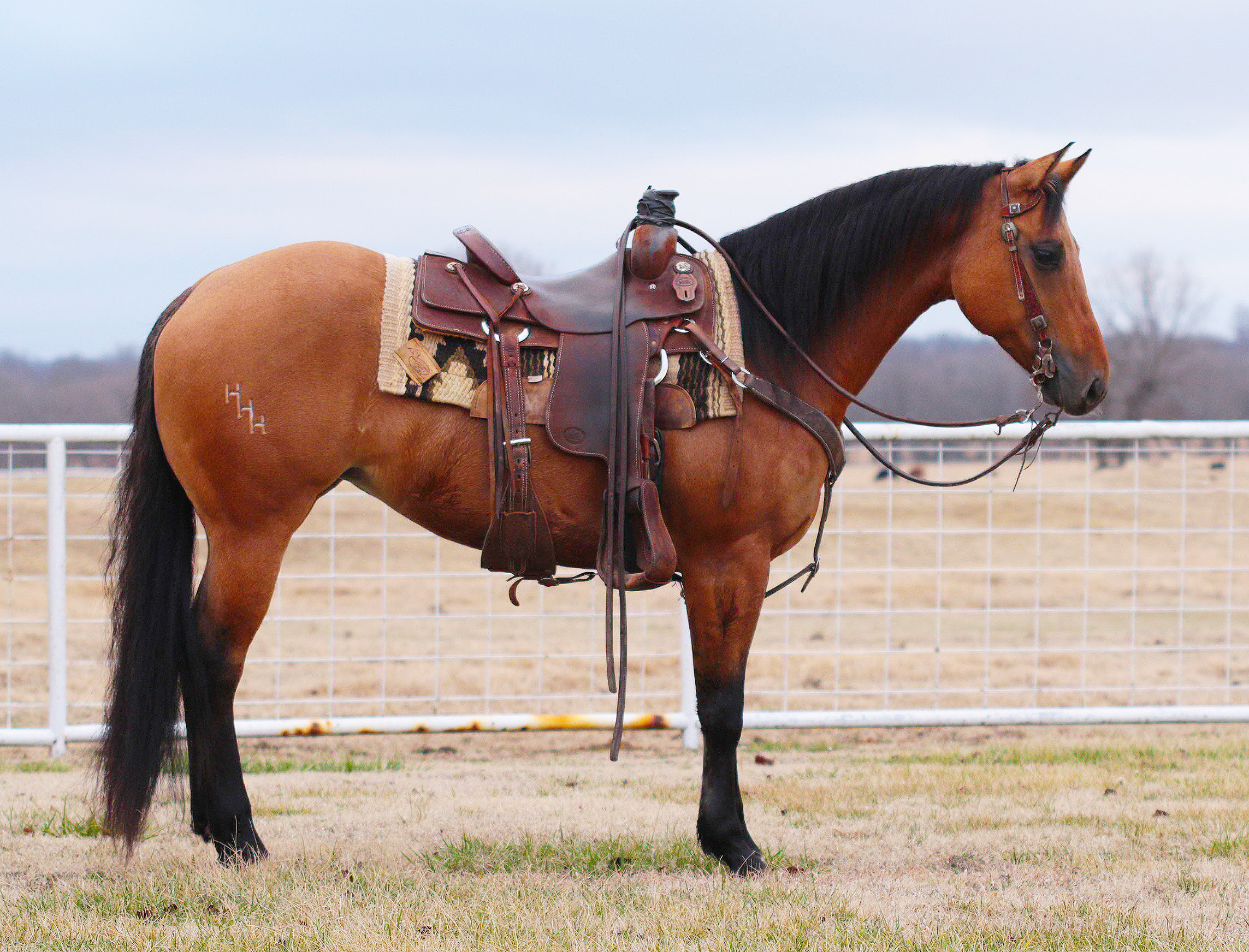 hicks-dun-2020 – Pitzer Ranch