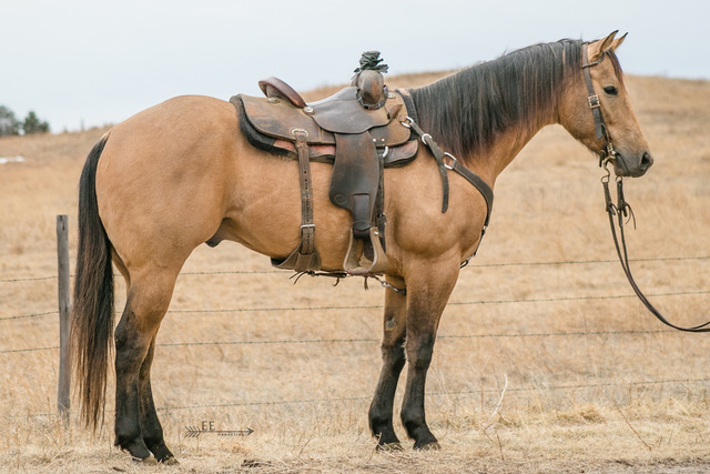 55- – Pitzer Ranch