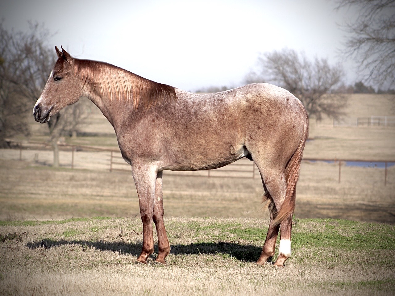 83-2 – Pitzer Ranch