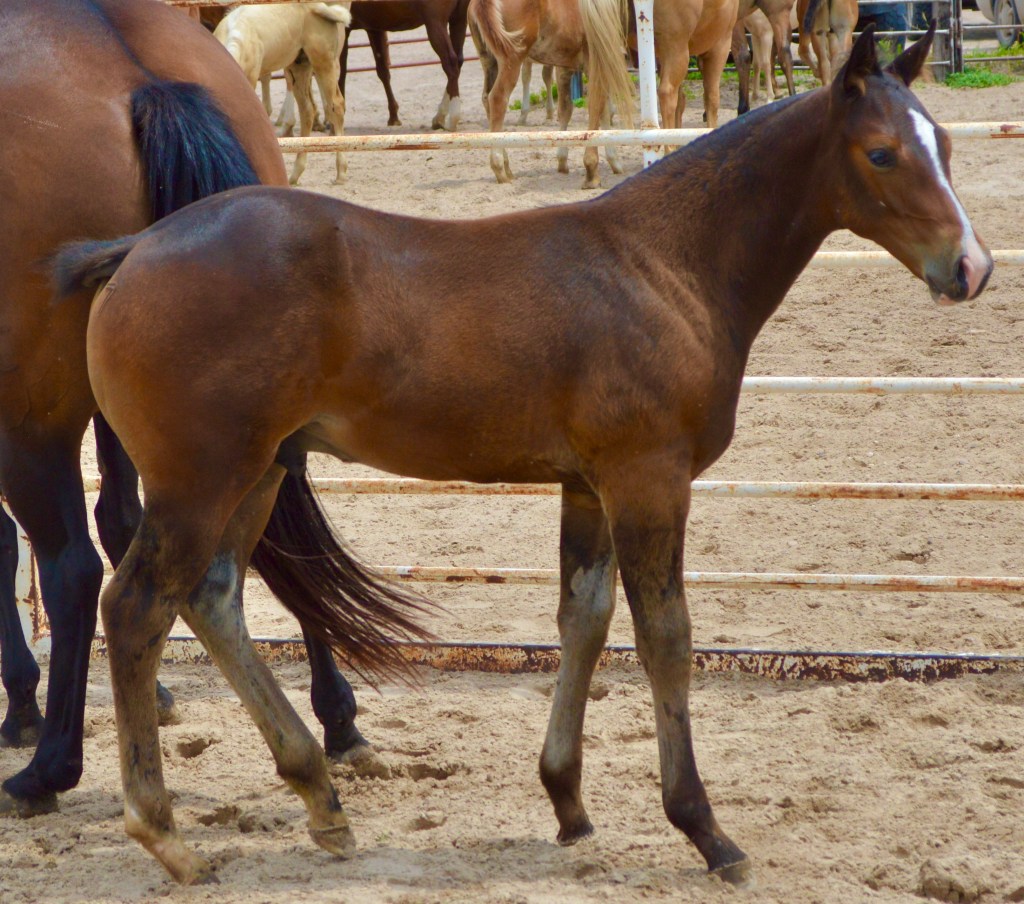 Dukes N Divas – Pitzer Ranch