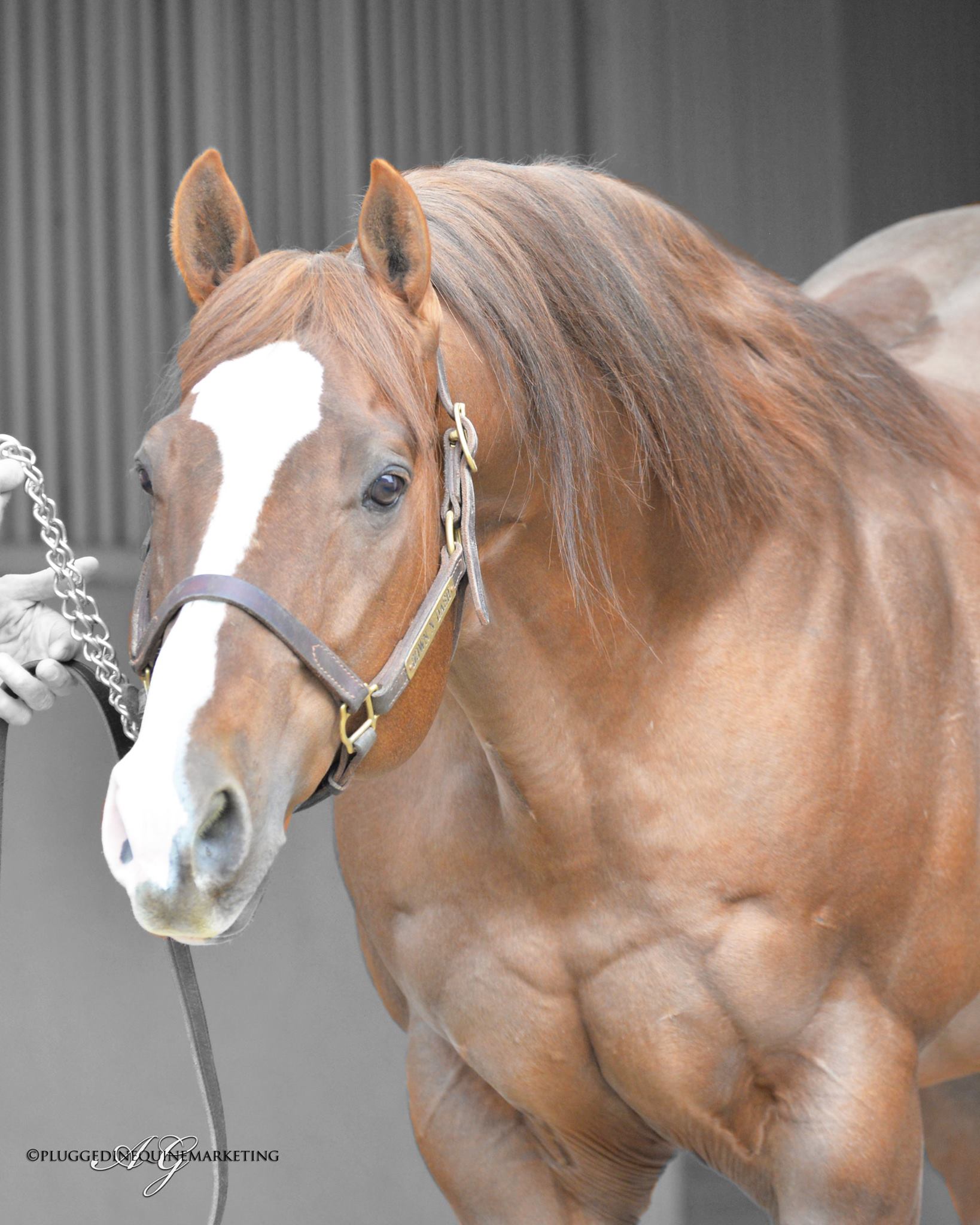 Down N Dash head front high res – Pitzer Ranch